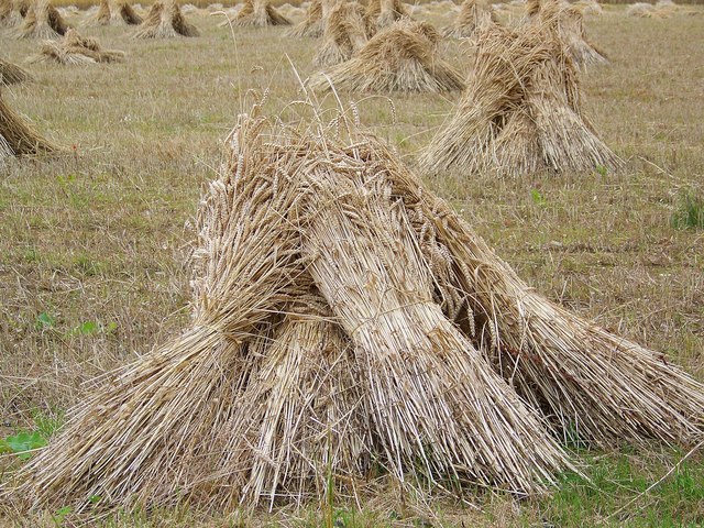 Thatching Straw Supply - Summer 2019 - Stevens Master Thatchers Ltd